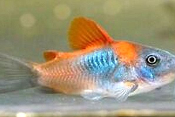 Tropical Fish Keeping