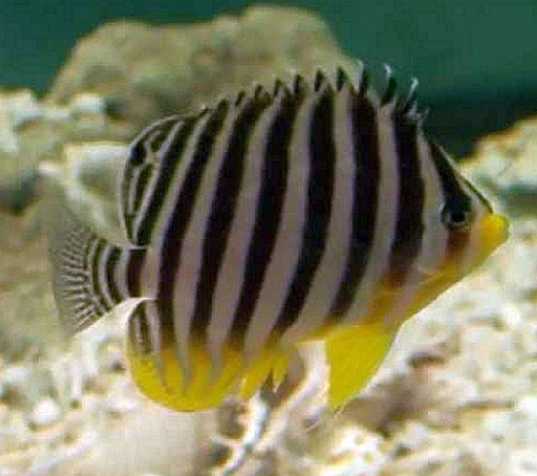 Multibarred Angelfish (Paracentropyge multifasciata) - Tropical Fish ...