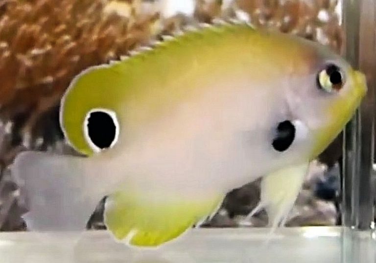 Blackspot Pygmy Angelfish (Centropyge nigriocella) | Tropical Fish Keeping