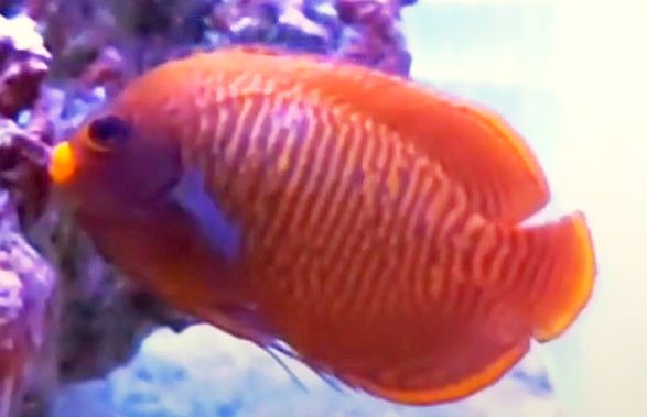 Golden Angelfish (Centropyge aurantia) - Tropical Fish Keeping