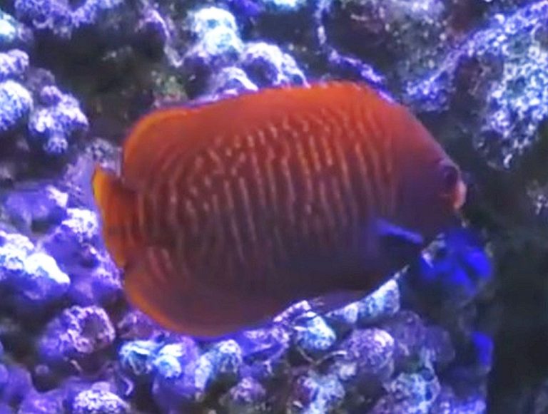 Golden Angelfish (Centropyge aurantia) - Tropical Fish Keeping