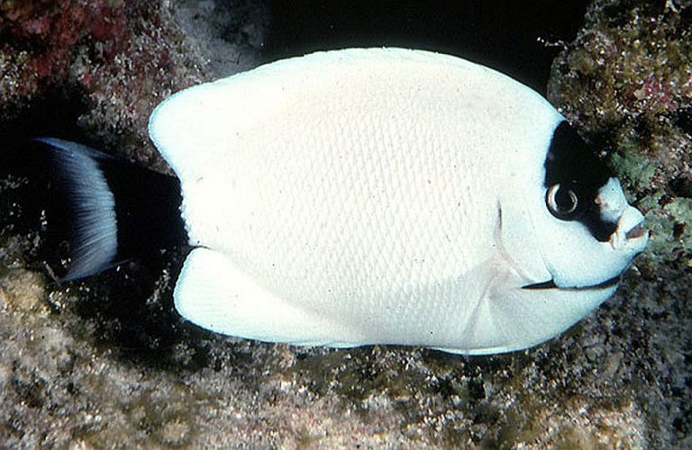 Masked Angelfish (Genicanthus personatus) | Tropical Fish Keeping