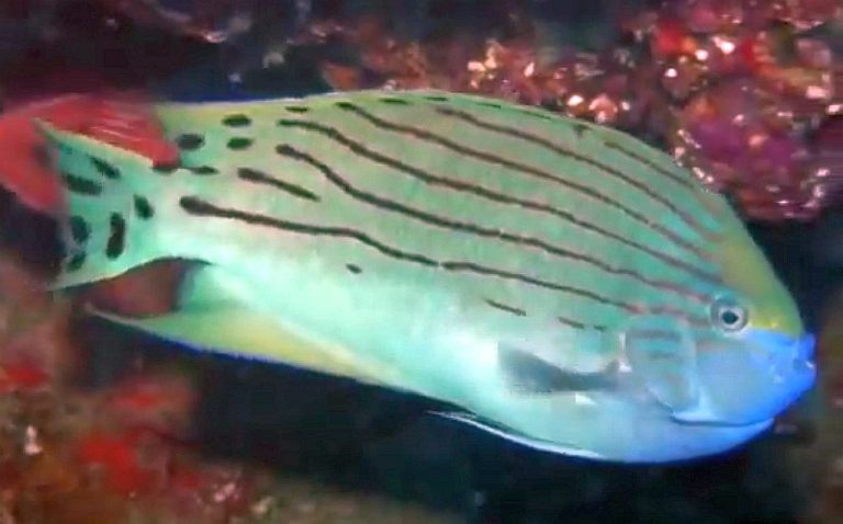 tropical fish keeping - Tropical Fish Keeping