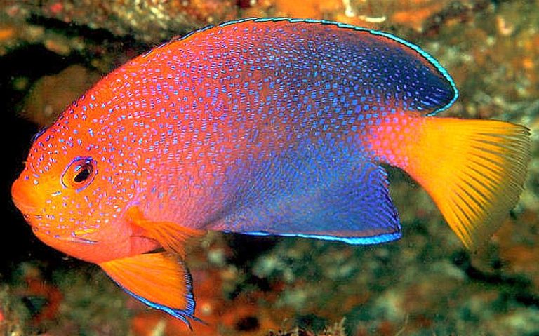 Interruptus Angel (Centropyge interruptus) - Tropical Fish Keeping