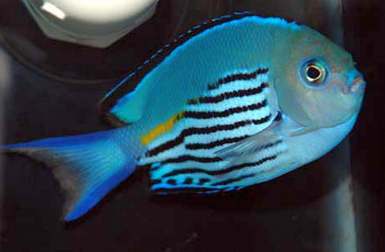 Wantanabe Angel (Genicanthus watanabei) - Tropical Fish Keeping