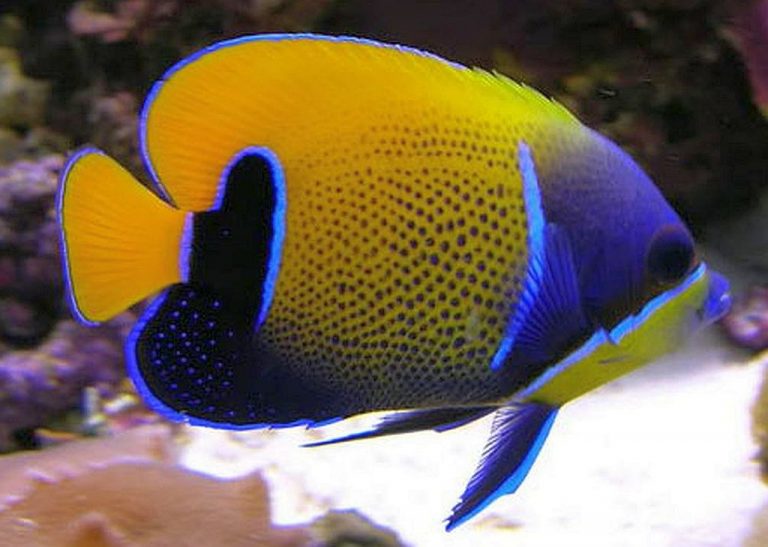 tropical fish keeping - Tropical Fish Keeping