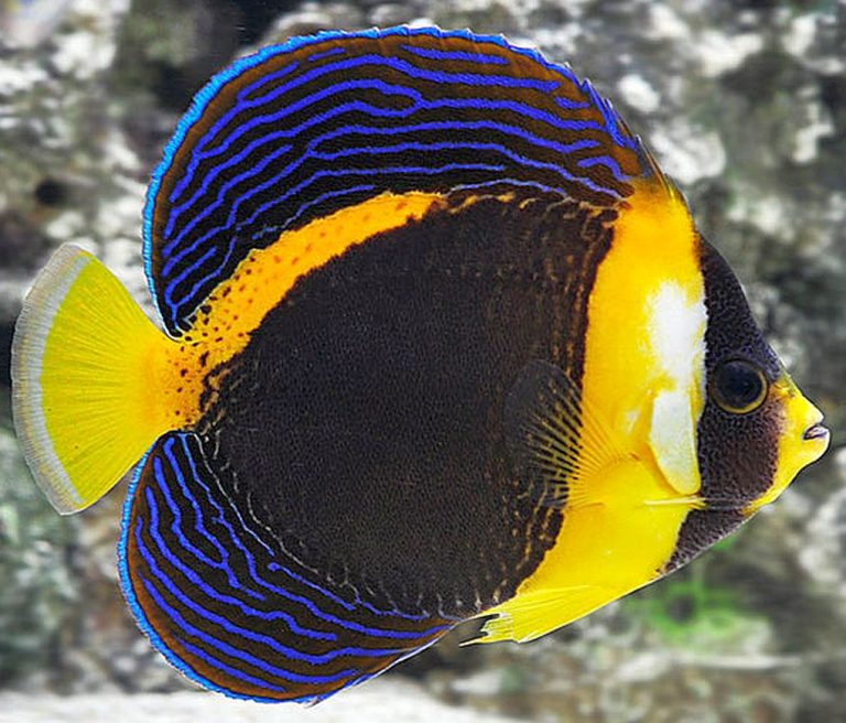 tropical fish keeping - Tropical Fish Keeping