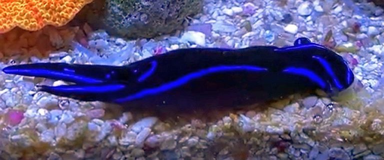 Blue Velvet Nudibranch (Casella atromarginata) - Tropical Fish Keeping