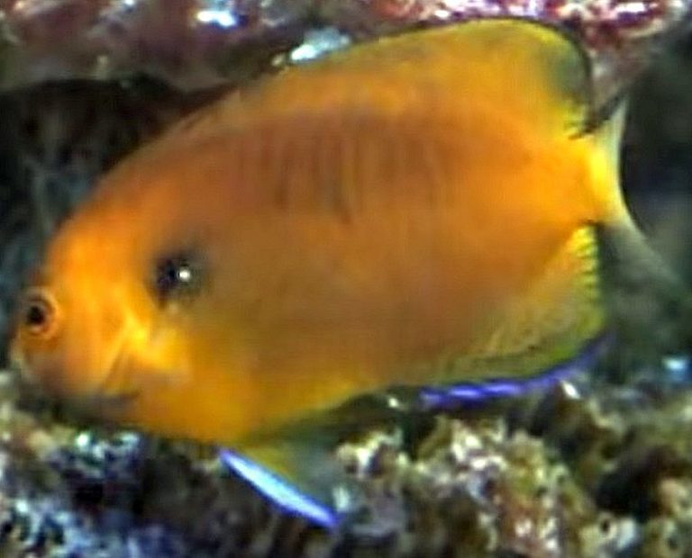 tropical fish keeping - Tropical Fish Keeping