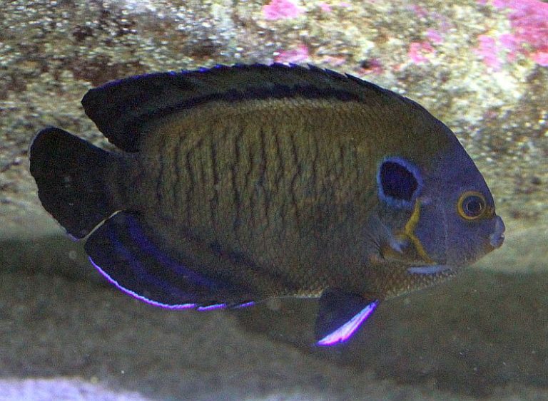 tropical fish keeping - Tropical Fish Keeping