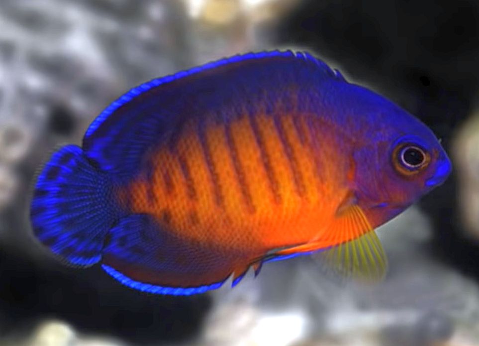 tropical fish keeping - Tropical Fish Keeping