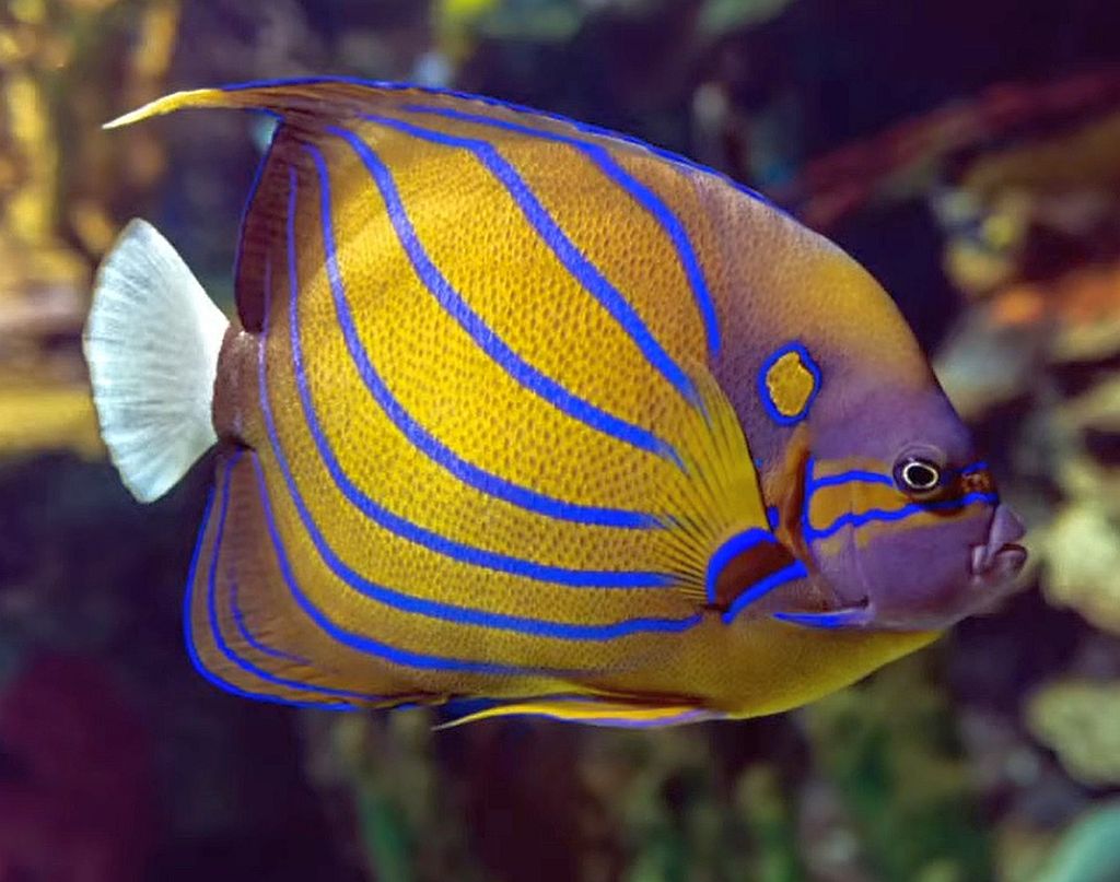 tropical fish keeping - Tropical Fish Keeping