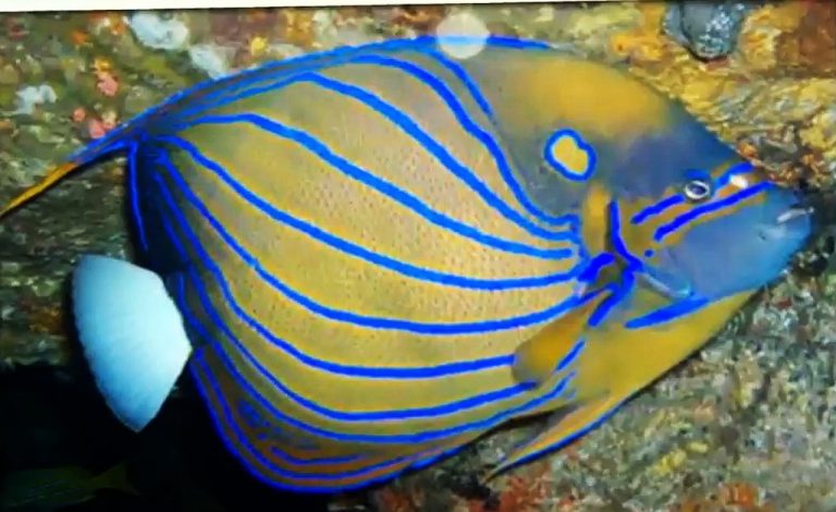 tropical fish keeping - Tropical Fish Keeping