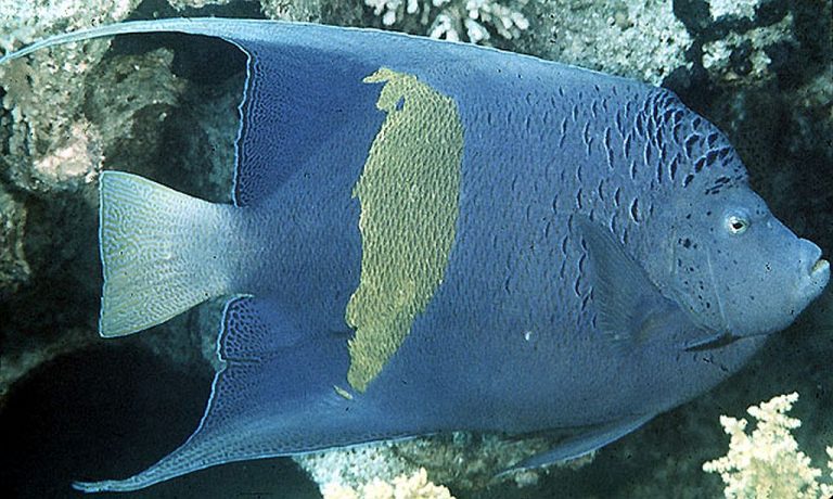 tropical fish keeping - Tropical Fish Keeping