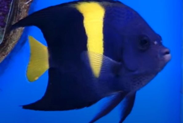 Tropical Fish Keeping - Tropical Fish Keeping for fresh and saltwater ...