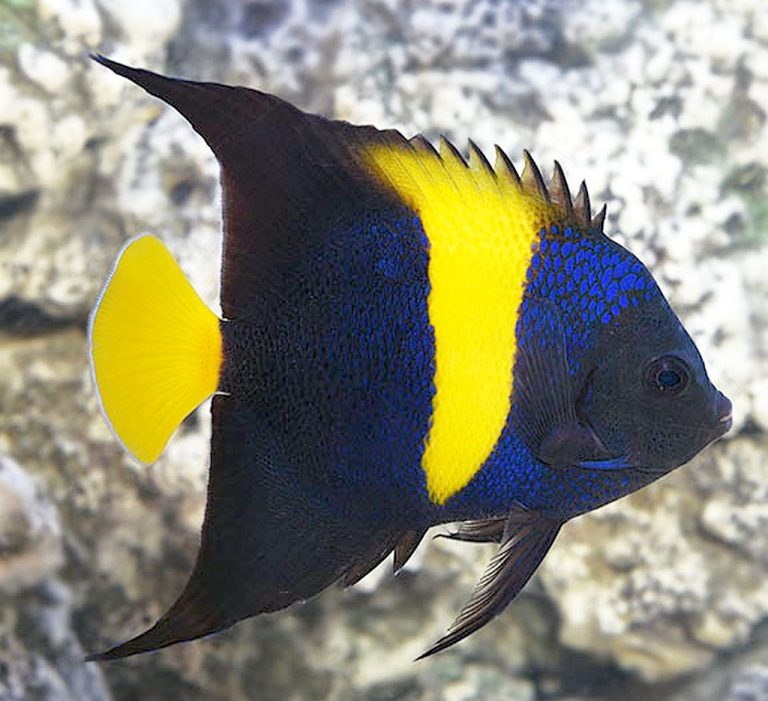 tropical fish keeping - Tropical Fish Keeping