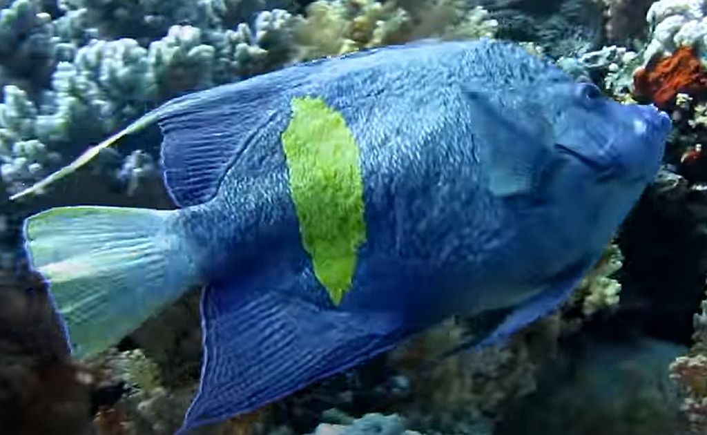 Maculosus Angelfish (Pomacanthus maculosus) - Tropical Fish Keeping
