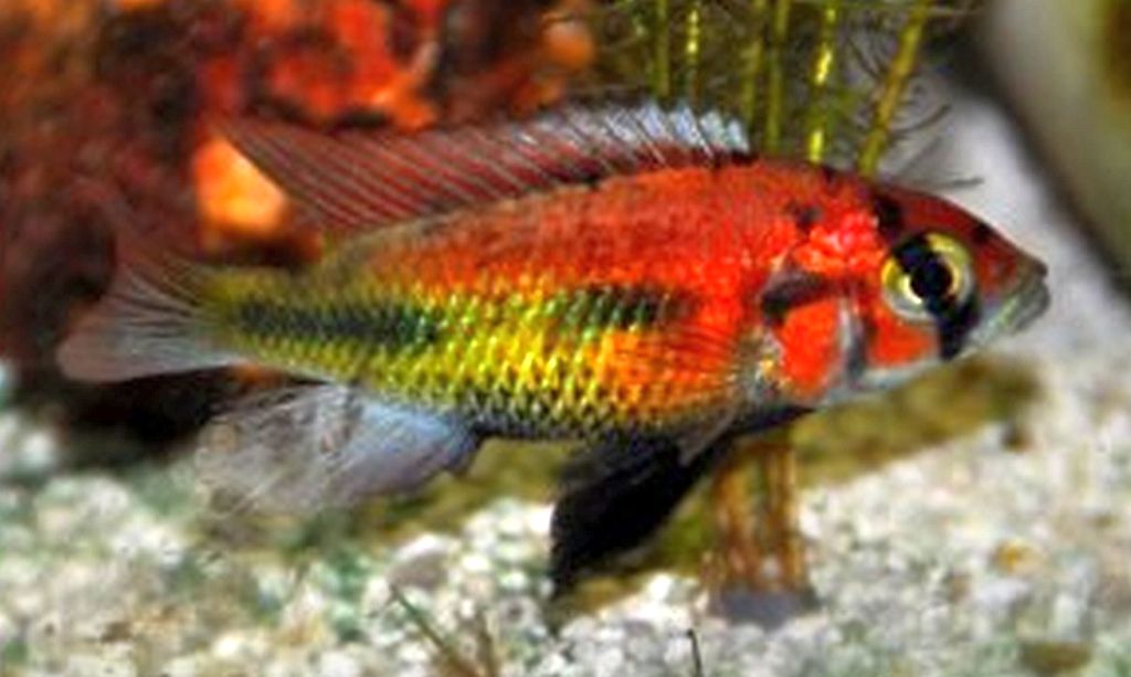 Kyoga Flameback (Xystichromis “Kyoga Flameback”) - Tropical Fish Keeping
