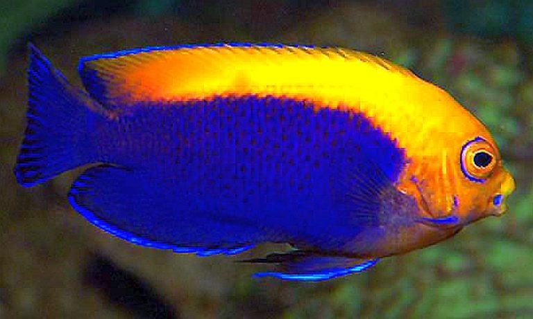 tropical fish keeping - Tropical Fish Keeping