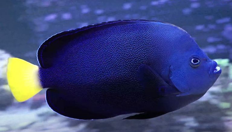 Bluespotted Angelfish (Chaetodontoplus caeruleopunctatus) - Tropical ...