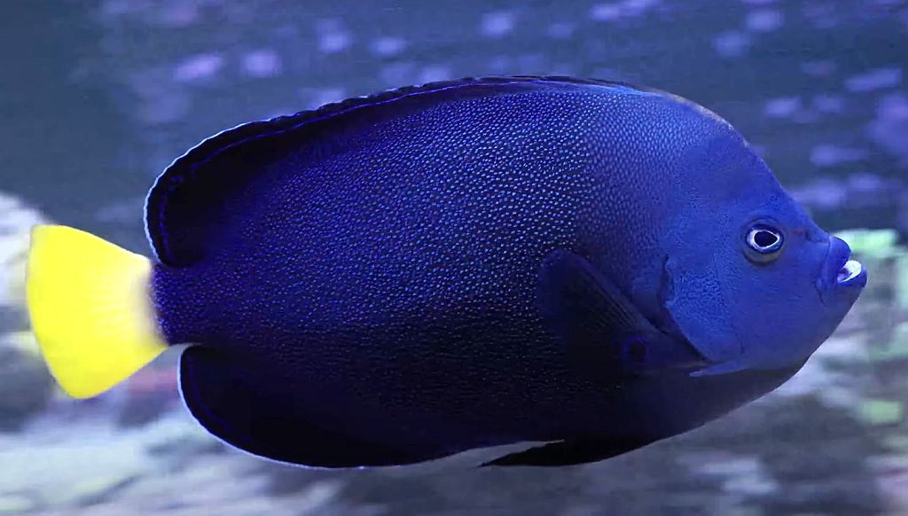 tropical fish keeping - Tropical Fish Keeping