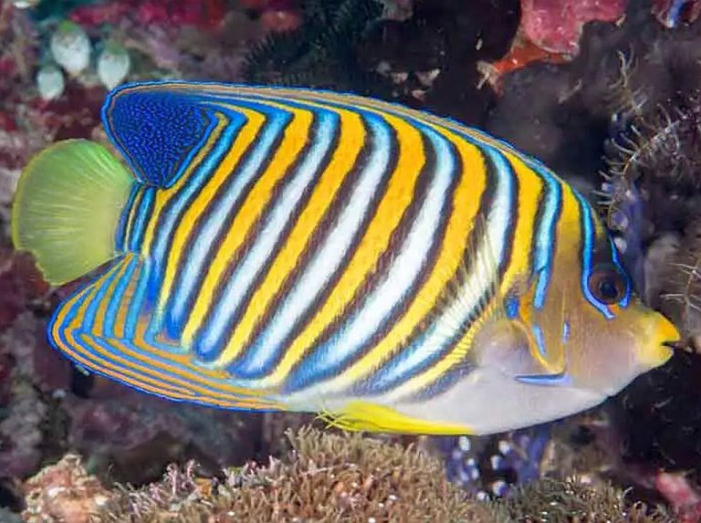 tropical fish keeping - Tropical Fish Keeping