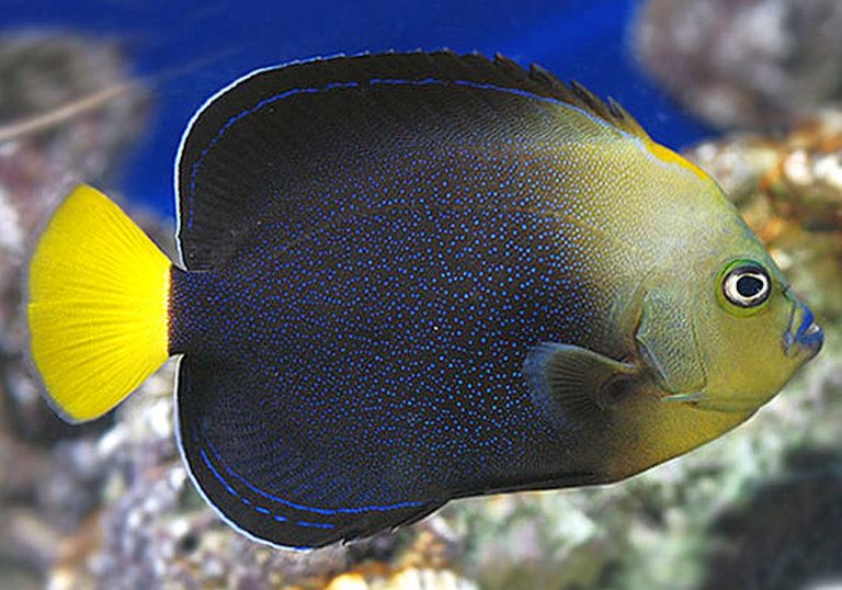 Bluespotted Angelfish (Chaetodontoplus caeruleopunctatus)