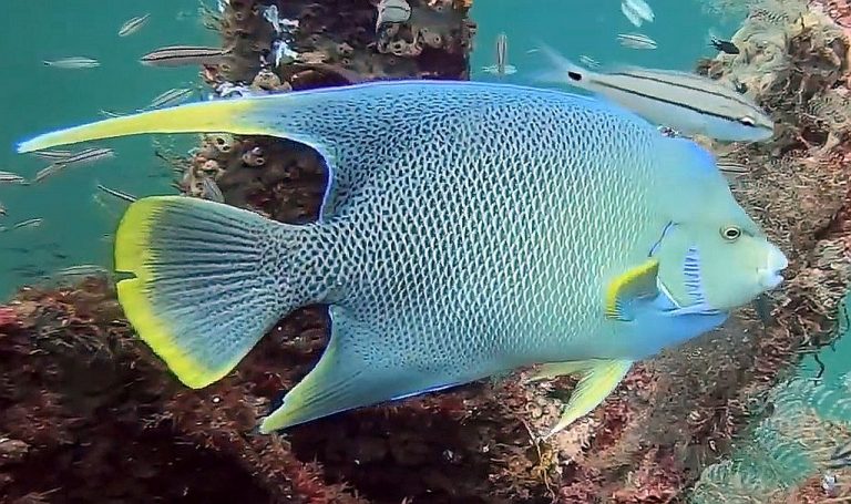Blue Angelfish (Holacanthus bermudensis) - Tropical Fish Keeping Blue ...