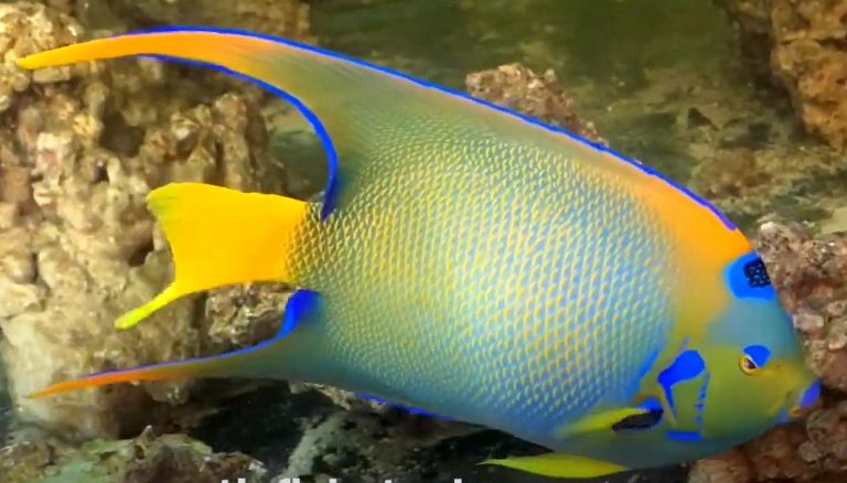Queen Angelfish (Holacanthus ciliaris) - Tropical Fish Keeping