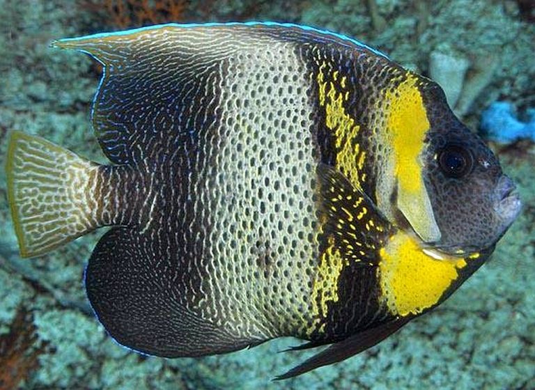 Cortez Angelfish (Pomacanthus zonipectus)