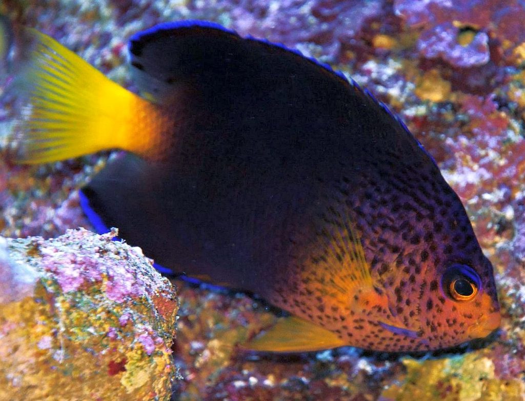 Debelius angelfish (Centropyge debelius)