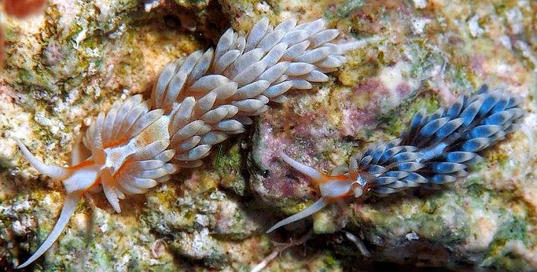 Berghia nudibranch (Berghia stephanieae) - Tropical Fish Keeping