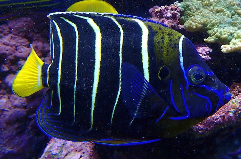 Chrysurus Angelfish (Pomacanthus chrysurus) - Tropical Fish Keeping