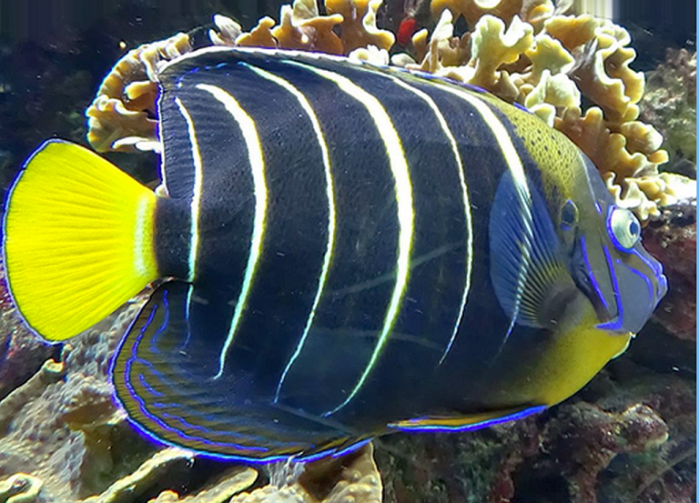 Chrysurus Angelfish (Pomacanthus chrysurus)