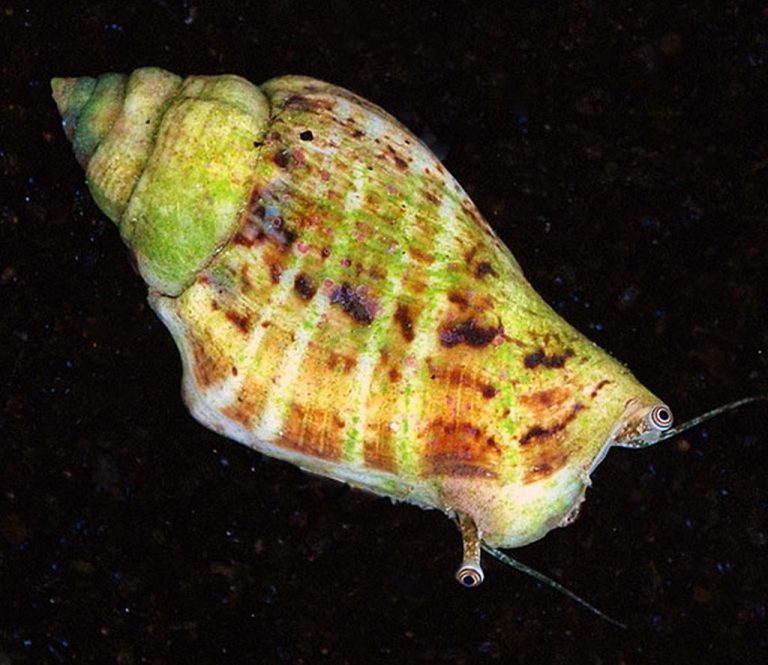Fighting Conch (Strombus pugilis)