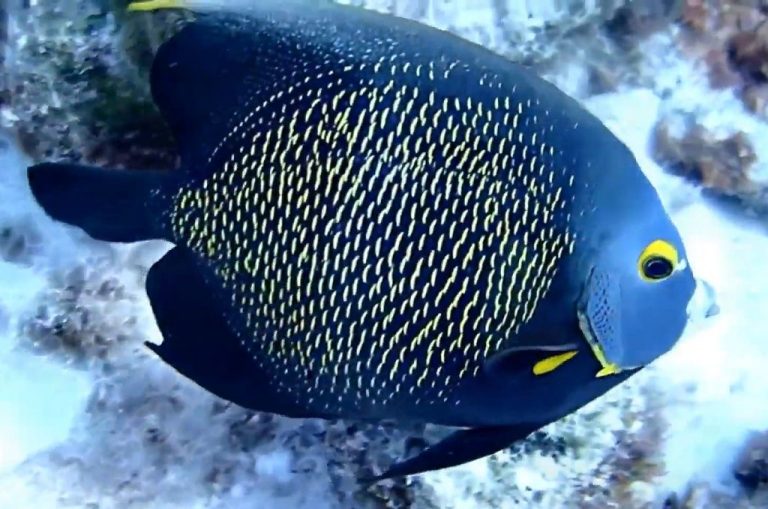 French angelfish (Pomacanthus paru)
