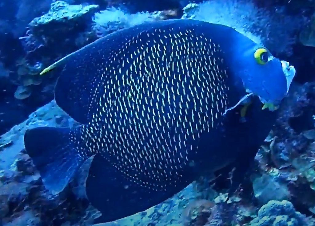 French angelfish (Pomacanthus paru)