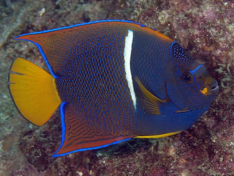 Passer Angelfish (Holacanthus passer)