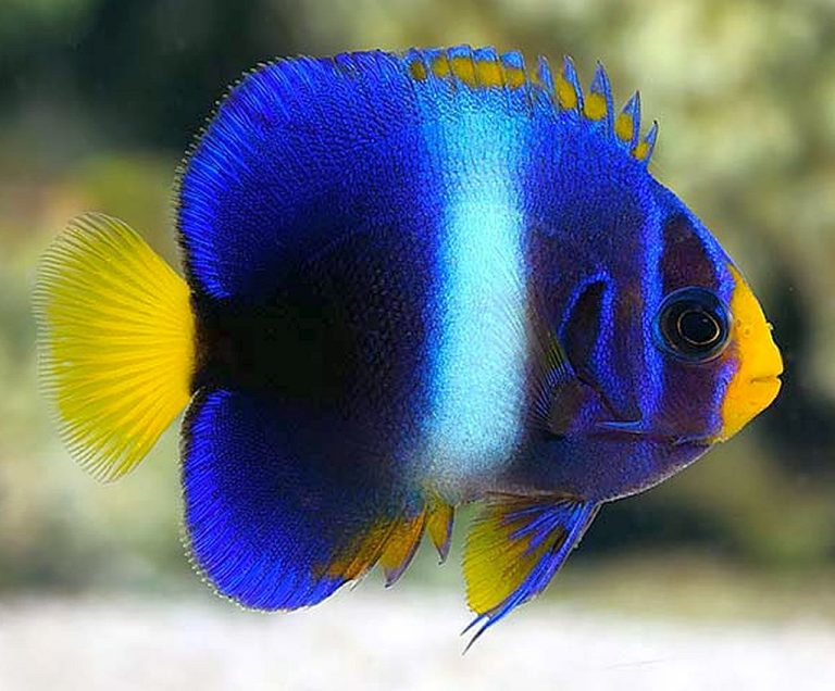 tropical fish keeping - Tropical Fish Keeping