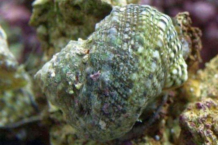 The Mexican Turbo Snail (Turbo fluctuosa, Turbo fluctuosus)