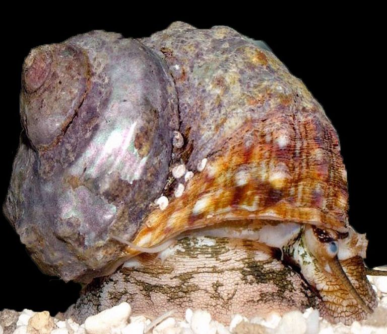 The Mexican Turbo Snail (Turbo fluctuosa, Turbo fluctuosus)