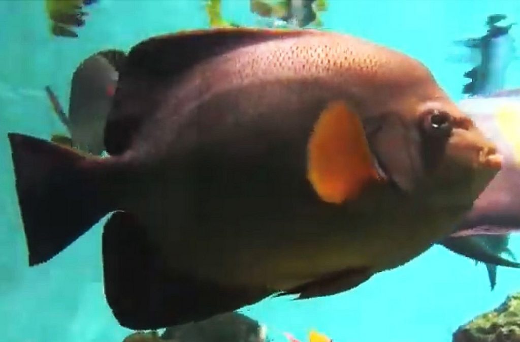 tropical fish keeping - Tropical Fish Keeping