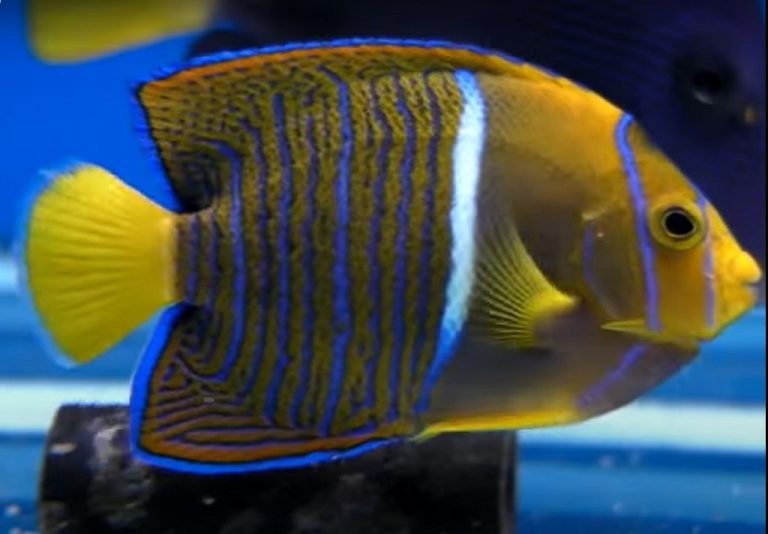 Passer Angelfish (Holacanthus passer)
