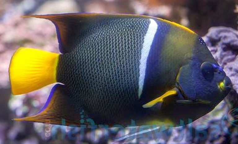 Passer Angelfish (Holacanthus passer)