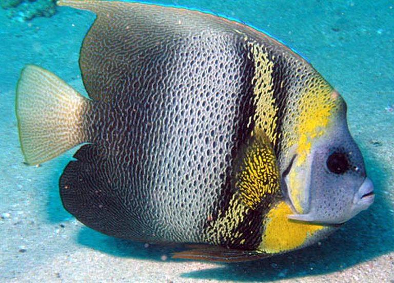Cortez Angelfish (Pomacanthus zonipectus)
