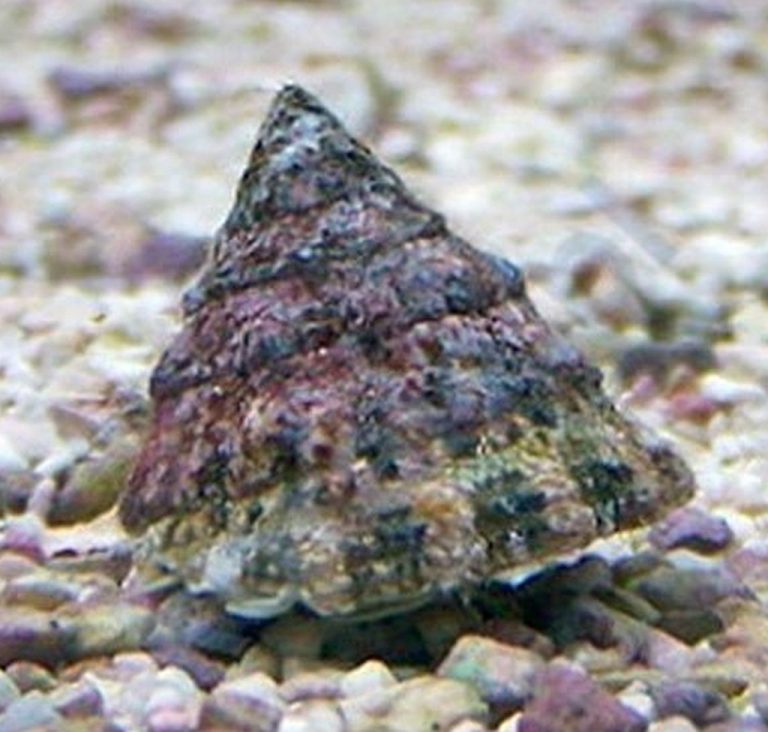 Astrea Turbo Snail (Lithopoma tectum, Astraea tecta)