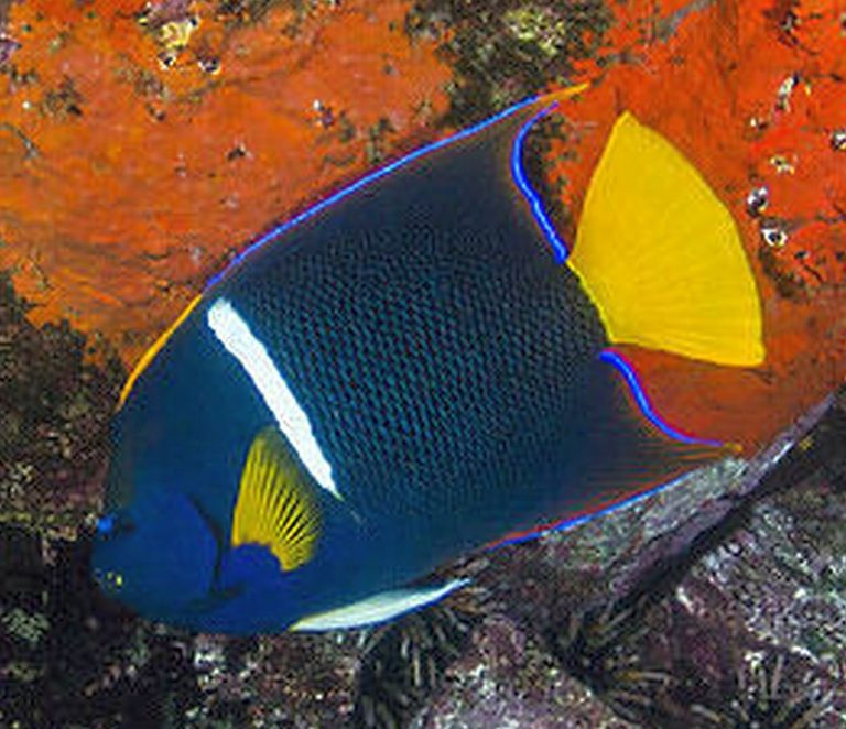 Passer Angelfish (Holacanthus passer)