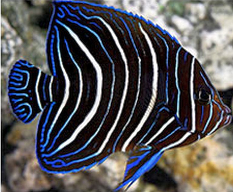 Koran Angelfish (Pomacanthus semicirculatus)