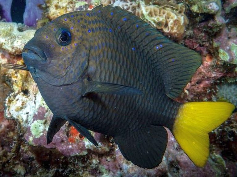 tropical fish keeping - Tropical Fish Keeping