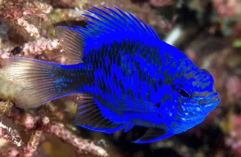 Blue Sapphire Damselfish (Chrysiptera cf. springeri) - Tropical Fish ...